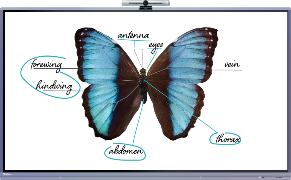 PX-30E: a visualizer for professionals - Speechi